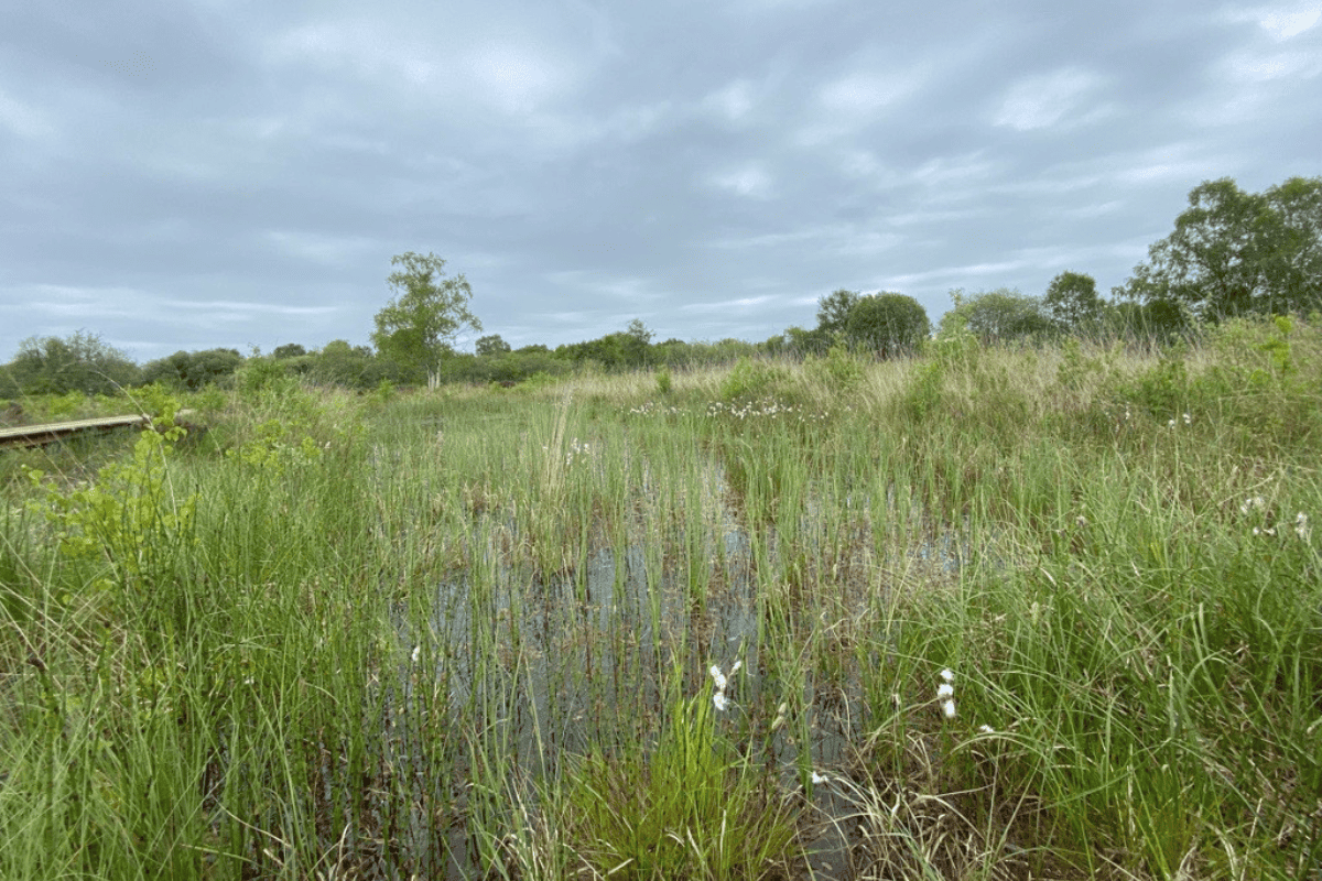 The Importance of Protecting & Restoring Peatlands - ClimeCo