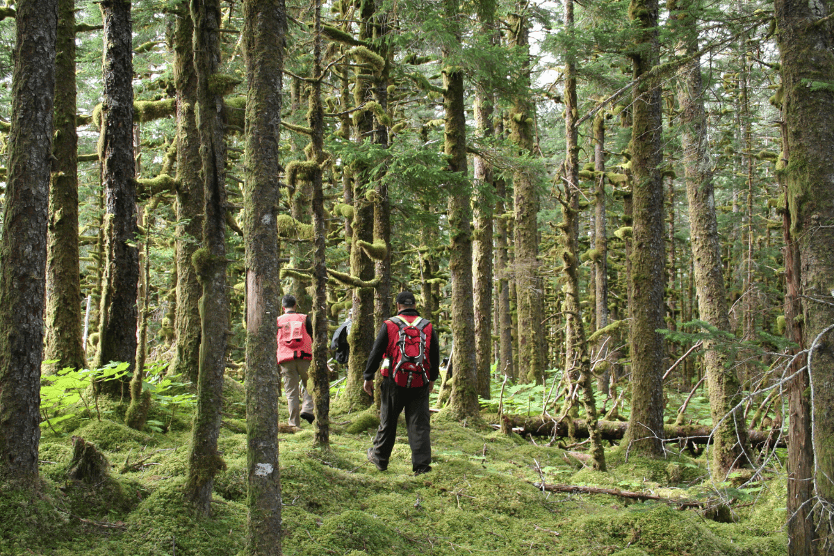 Forest Management Strategies for Creating Carbon Offsets - ClimeCo