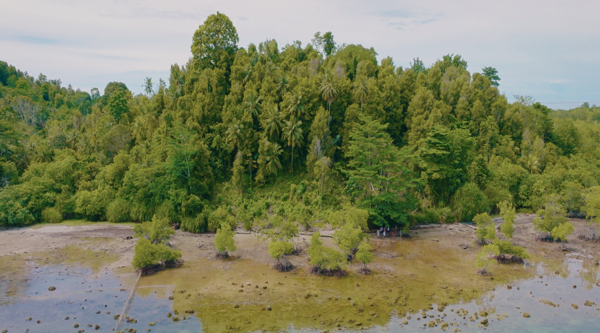 ClimeCo Creates New Nature-Based Solution Project Matching Tool to ...