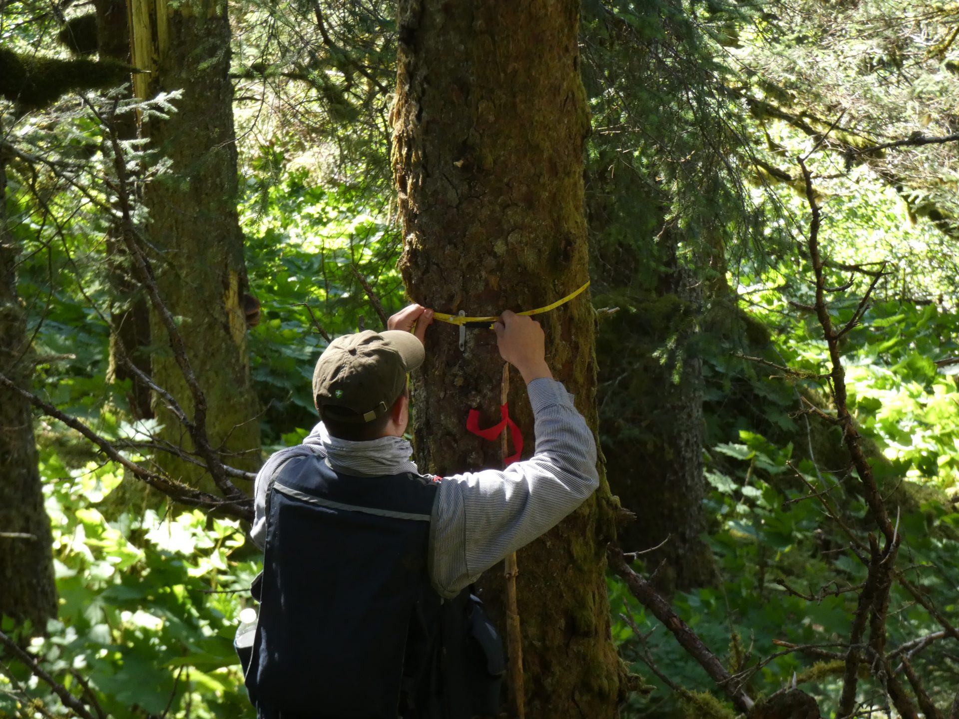 Carbon Opportunities Through Improved Forest Management Climeco