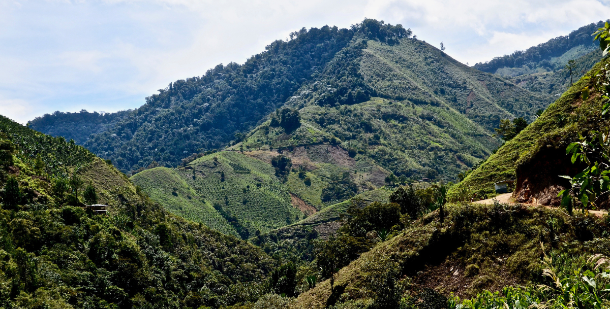 Protecting Colombia's Andean Cloud Forests for Decarbonization ...