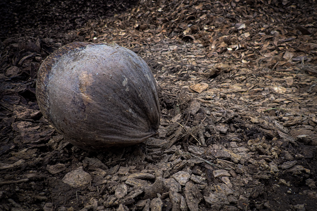 How Biochar is Revolutionizing Agriculture & Combating Climate Change ...